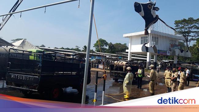 Pembukaan Pasar Hewan Jelok, Belasan Kendaraan Dipulangkan - 2 Sapi ...