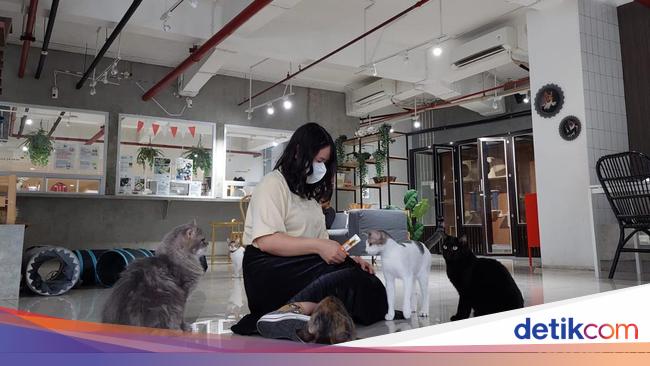 Foto: Tempat Nongkrong Pecinta Kucing di BSD, Tangsel