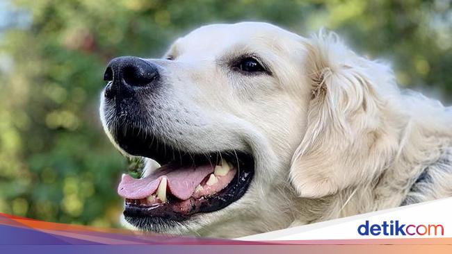 Hasil Penelitian: Anjing Lebih Sering Menangis saat Bersama Pemiliknya ...