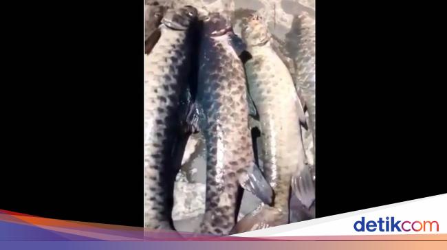 Misterius! Ikan Dewa Cibulan Kuningan Mati Massal