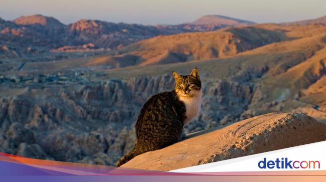 Sosok Sahabat Nabi yang Dijuluki Bapaknya Kucing