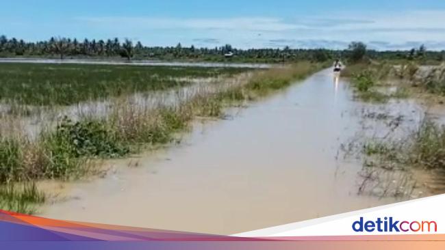 Tambak Warga di Mamuju Terendam Banjir, Petani Gagal Panen-Rugi Ratusan Juta