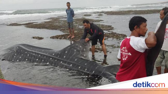 Viral Hiu Tutul 'Naga Bintang' Muncul di Pantai Barat Pangandaran