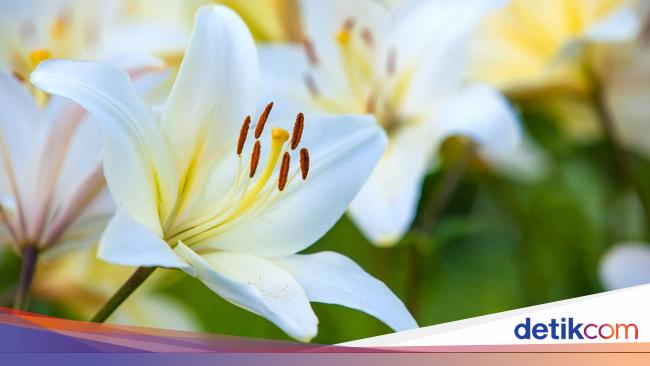 Arti Bunga Lily Menurut Warna dan Jenisnya