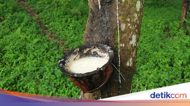 Ekspor Karet Asal Sumut Menurun, Ini Penyebabnya