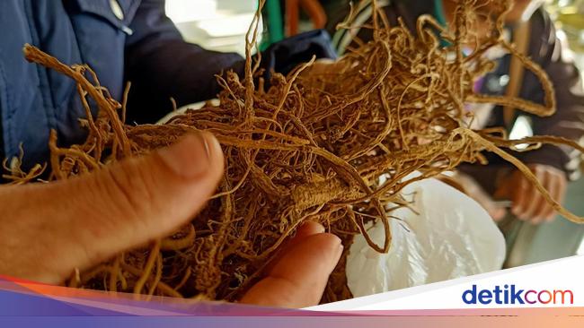 Mengenal Purwaceng Tanaman Herbal Khas Dieng, Dipercaya Dongkrak ...
