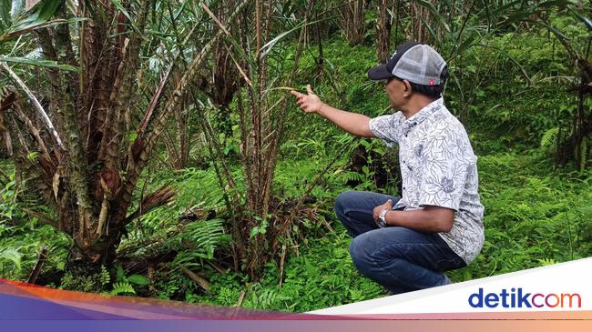 Salak Getih Karangasem: Dulu Dimusnahkan, Kini Diminati Wisman