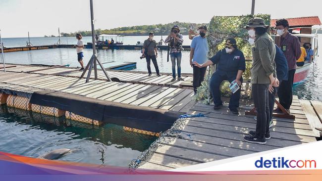 8 Tahun Jadi Pameran, 3 Lumba-lumba Hidung Botol di Bali Dilepasliarkan