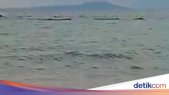 Kata Pengawas Perikanan Soal Kemunculan Paus di Pantai Pebuahan Jembrana Kata Pengawas Perikanan Soal Kemunculan Paus di Pantai Pebuahan Jembrana