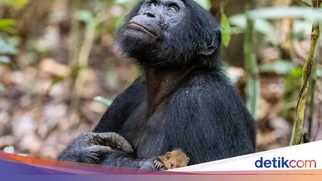 Melihat Foto Misterius Simpanse Gendong Bayi Musang