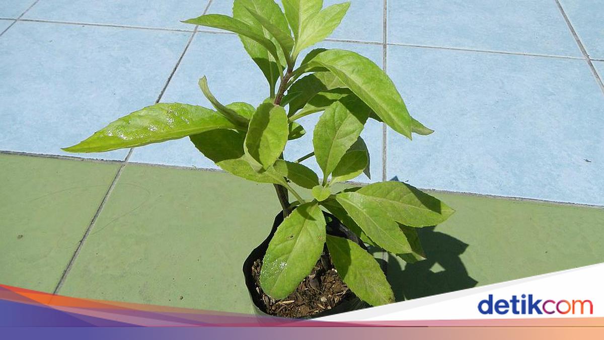 10 Manfaat Daun Sambung Nyawa, Cara Konsumsi, dan Efek Sampingnya