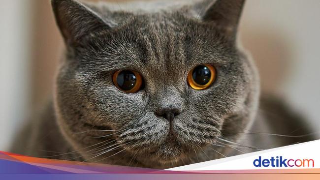 Mengapa Mata Kucing Bisa Menyala Saat Gelap? Begini Penjelasannya