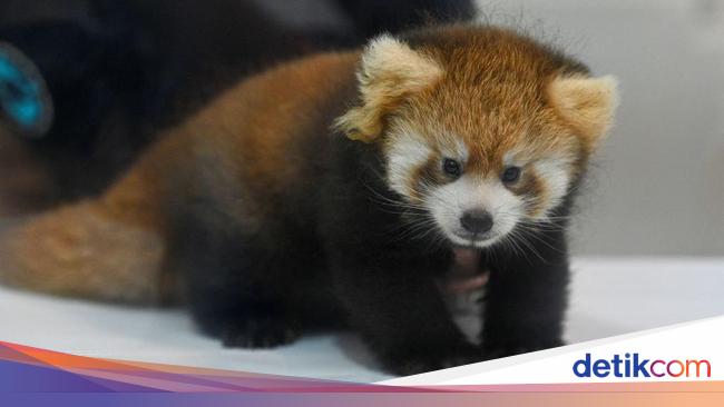 Kabar Gembira! Panda Merah Kembar Langka Lahir