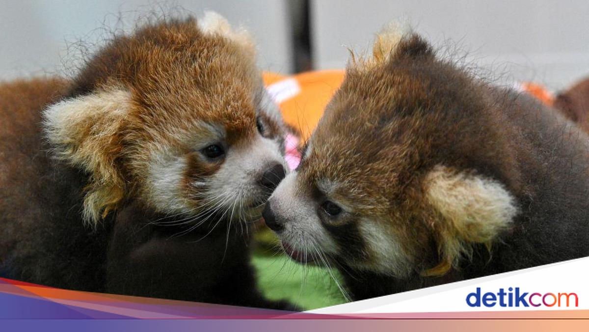 Lahirnya Panda Merah Kembar yang Langka di Inggris