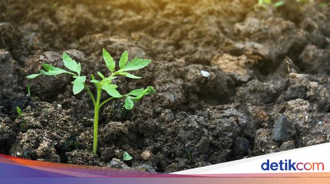 Mengenal Fosfat dan Kegunaannya dalam Kehidupan Manusia