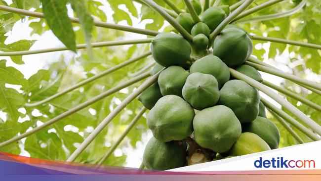 5 Manfaat Buah Carica, Pepaya Mungil nan Manis Khas Dieng