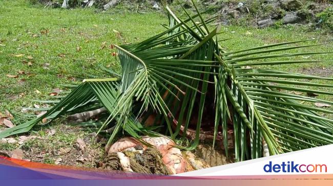 Pemilik Sapi Diduga Diracun di Mamuju Ragu Bangkai Dijual untuk Pakan Udang