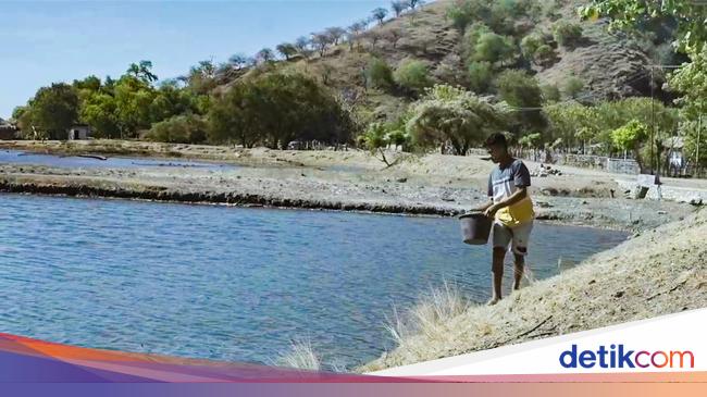 Cuan Budidaya Ikan Bandeng Air Payau, Sekali Panen Bisa 600 Kg