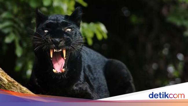5 Fakta Macan Kumbang, Spesies yang Terkam Tiga Warga Sumedang