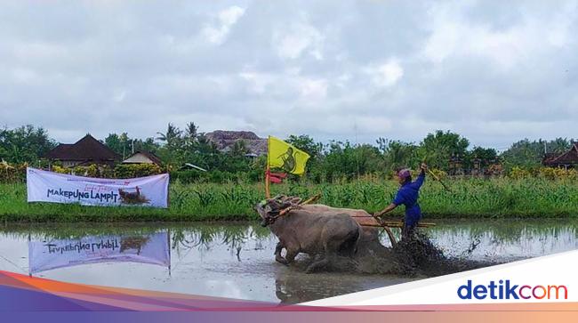 Tradisi Makepung Lampit Jembrana Jadi Warisan Budaya Tak Benda