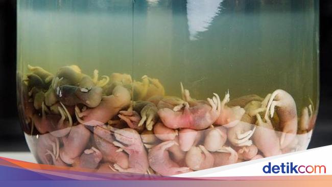 10 Potret Makanan di Museum Makanan Ini Menjijikkan dan Bikin Mual