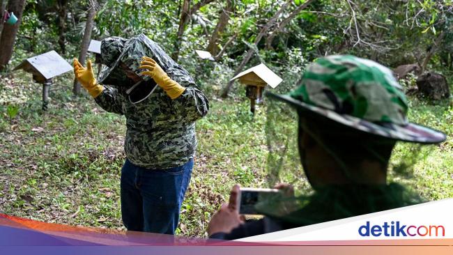 Begini Proses Memanen Madu Hutan di Aceh, Makin Cuan Saja