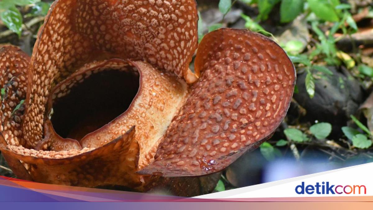 Mengenal 3 Puspa Nasional Indonesia, Ada Bunga Rafflesia Arnoldii