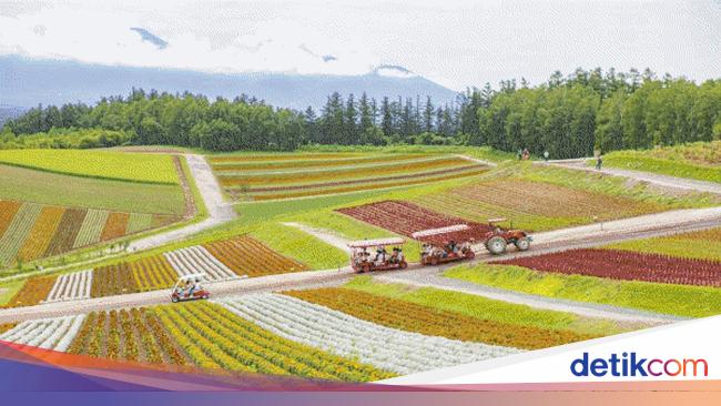 8 Lanskap Perkebunan Jepang yang Bikin Hati Adem