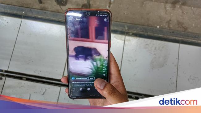 Viral Warga Bandung Tangkap Babi Hutan di Pekarangan Rumah Viral Warga Bandung Tangkap Babi Hutan di Pekarangan Rumah