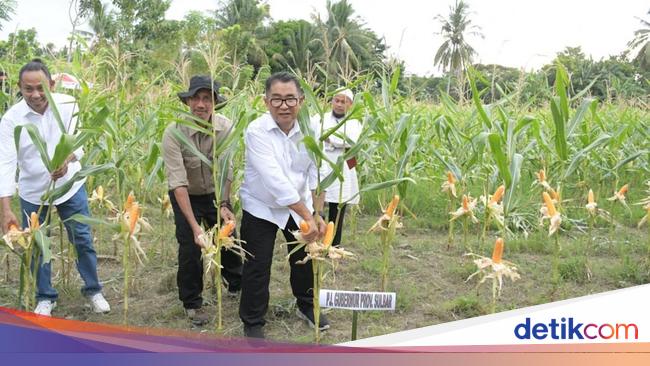 Pj Gubernur Sulbar Dorong Pendidikan Jadi Solusi Persoalan di Daerah Pj Gubernur Sulbar Dorong Pendidikan Jadi Solusi Persoalan di Daerah