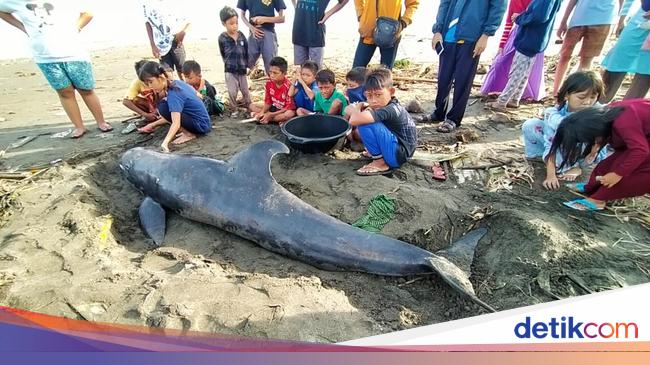 Paus Mati Usai Terdampar di Pantai Muara Indah Jembrana