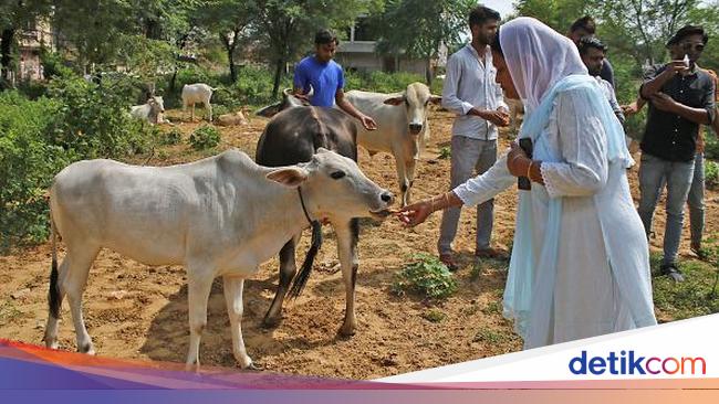 India Mau Bikin 14 Februari 'Hari Peluk Sapi', Klaim Bermanfaat bagi Mental