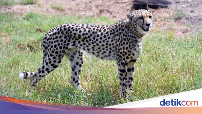 Pria Ini Diselidiki Karena Beri Air ke Citah