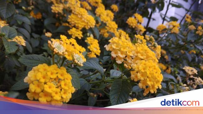 Sudah Tahu Belum? Kembang Tembelekan Ternyata Bisa Dijadikan Bonsai