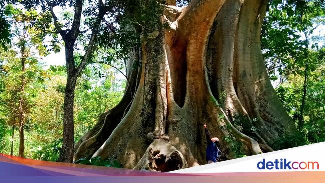 Pesona Pohon Raksasa di Mojosongo Boyolali, Konon Umurnya Ratusan Tahun
