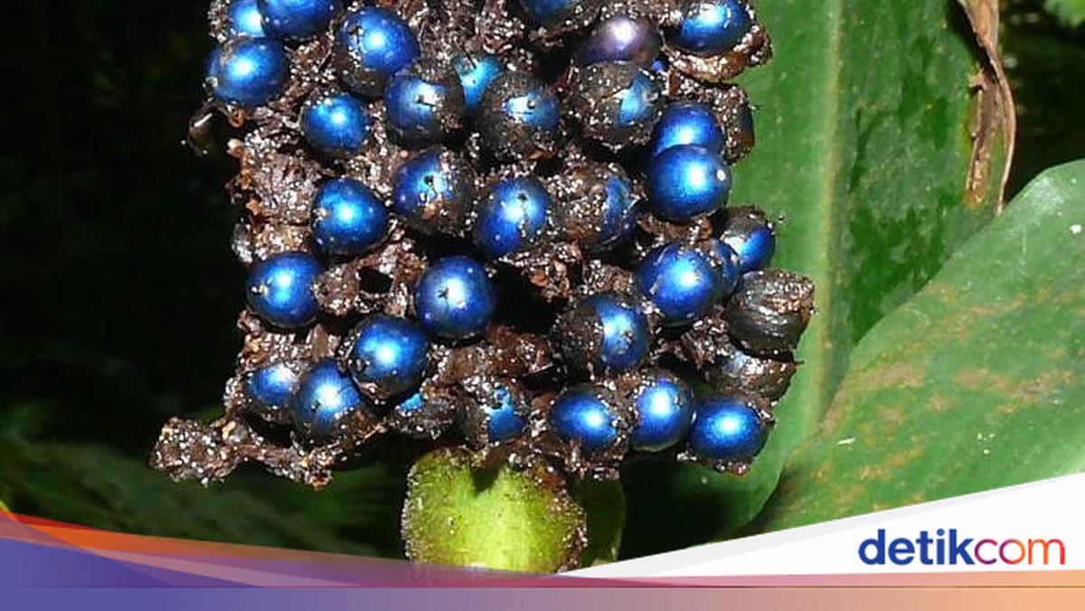 Cantik Seperti Perhiasan, Ini Buah Berry Unik Asal Afrika Tengah