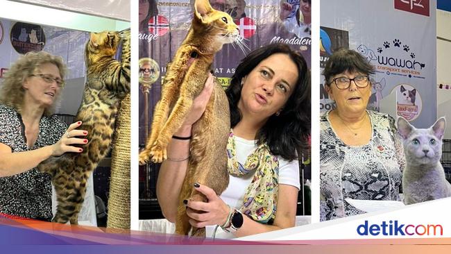 Gemoy! Ratusan Kucing Lucu Ikut Kontes Internasional di Jakarta