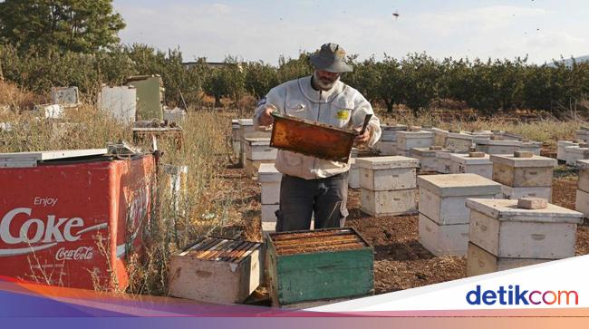 Begini Proses Memanen Madu di Peternakan Lebah Israel