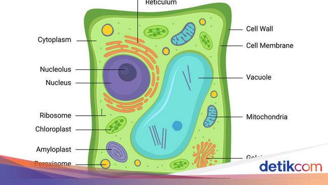 Ketahui Jenis, Ciri-ciri, dan Fungsi Vakuola dalam Sel Tumbuhan