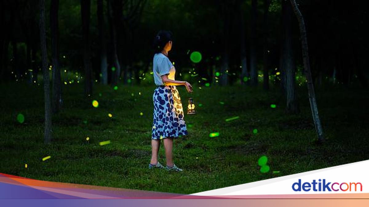 Kelap-kelip Kunang-kunang di Gelapnya Malam China, Lucu Banget