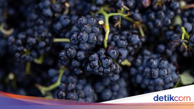 6 Manfaat Anggur untuk Kesehatan, Bisa Meningkatkan Daya Ingat