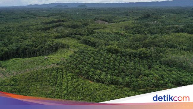 Walhi Kalteng Temukan Masalah Plangisasi Satgas PKH di Perusahaan Sawit