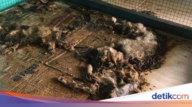 Heboh Bangkai Kucing Berserakan di Pekanbaru, Polisi Turun Tangan