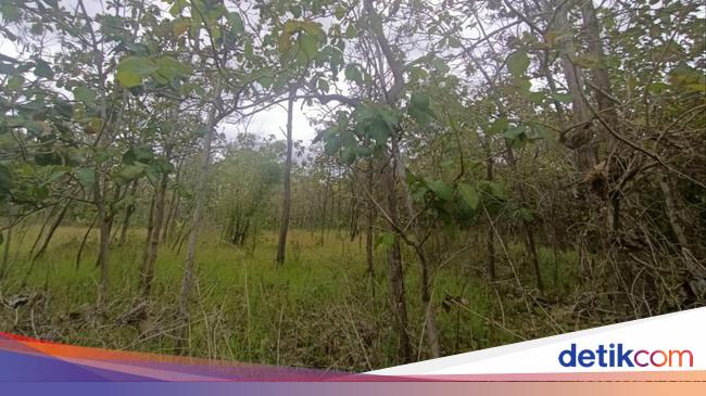 Viral ASN Tepergok Mesum di Tengah Ladang Gunungkidul