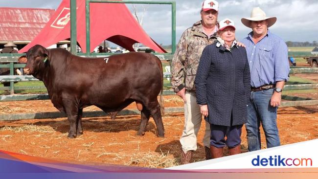 Sapi Jantan Australia Ini Dianggap Seksi, Harganya Sama dengan Mobil Mewah