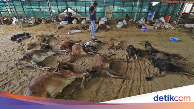 Sapi-sapi di India Mati Terserang Wabah Kulit Berbenjol