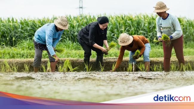 Puan dan Petani Bali Tanam Padi dengan Sistem Maju, Apa Kelebihannya?