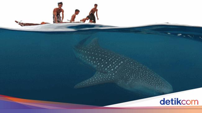 10 Hewan Laut Raksasa yang Bikin Geleng Kepala