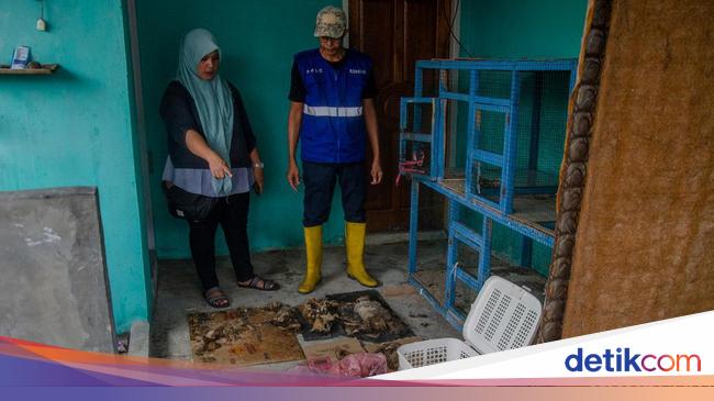 Bangkai Kucing Berserakan di Pekanbaru, Polisi Buru Pemilik Penampungan