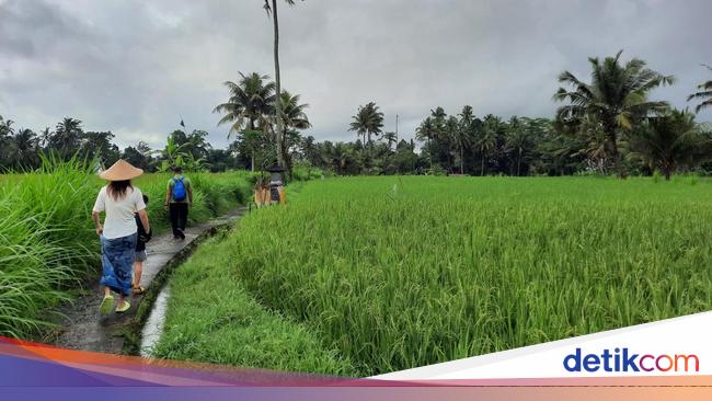 Segarnya Pagi di Ubud, Jalan-jalan di Tengah Hamparan Sawah